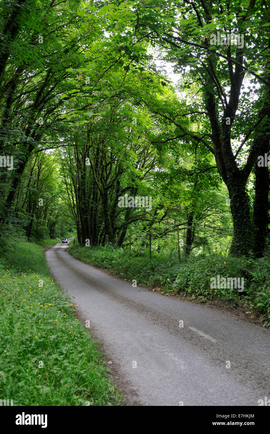 Narrow tree lined road hi-res stock photography and images - Alamy