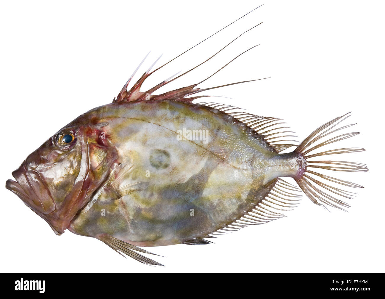 Back of fish Cut Out Stock Images & Pictures - Alamy