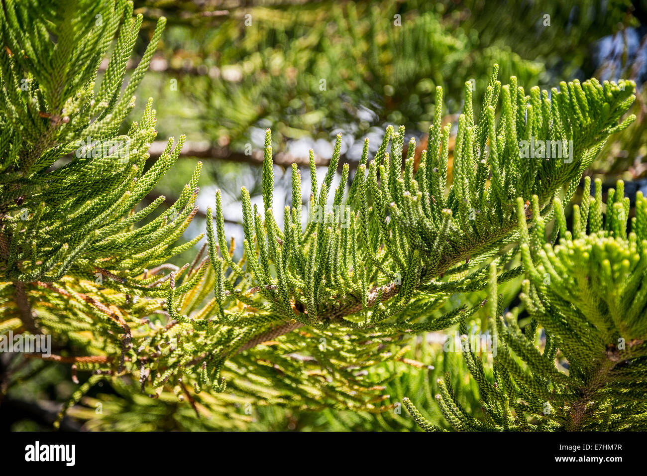 Conifere hi-res stock photography and images - Alamy