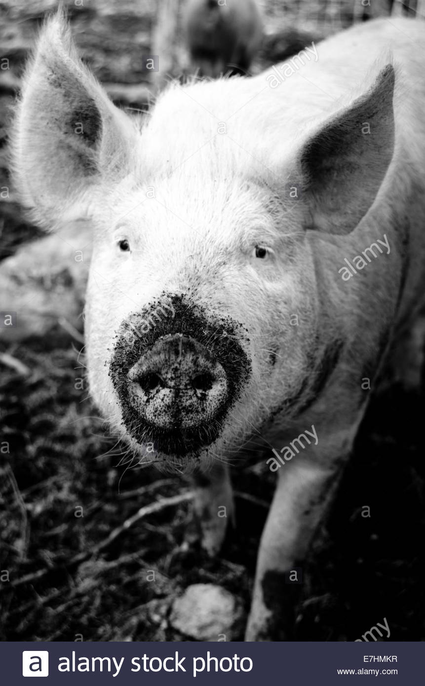 Pig Farming Black and White Stock Photos & Images - Alamy