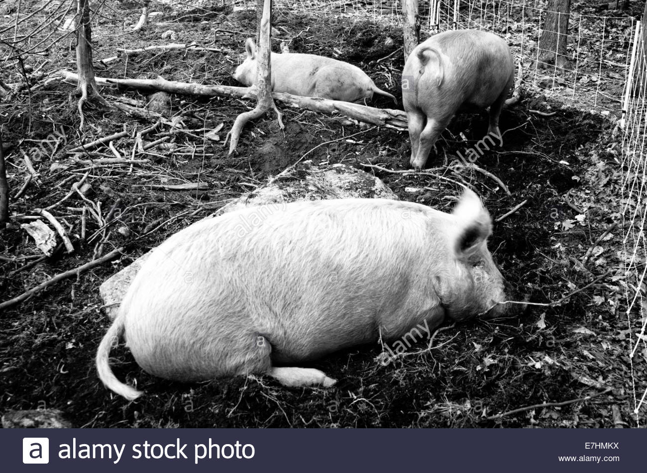 Pig Farming Black and White Stock Photos & Images - Alamy