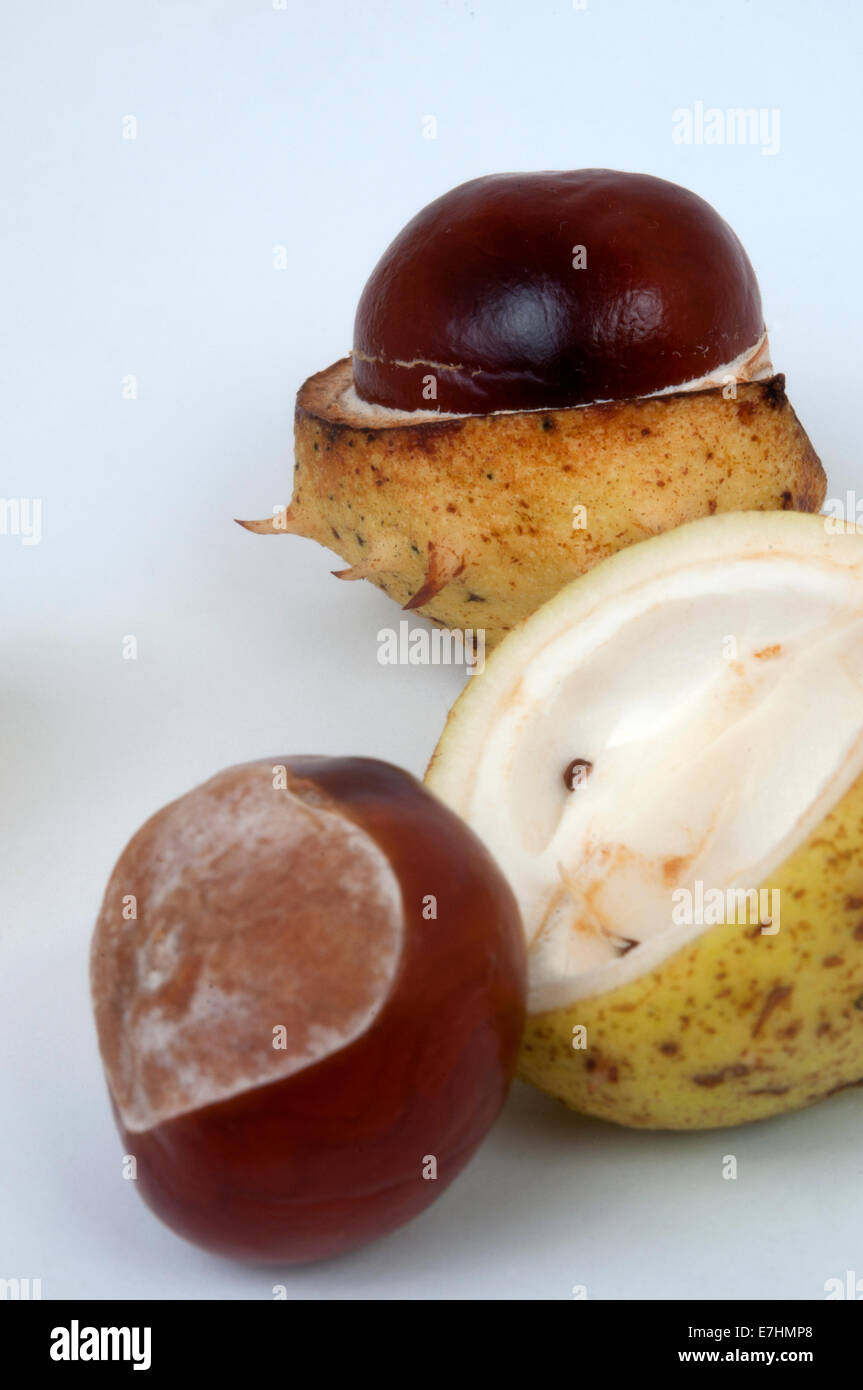 How to play conkers hi-res stock photography and images - Alamy