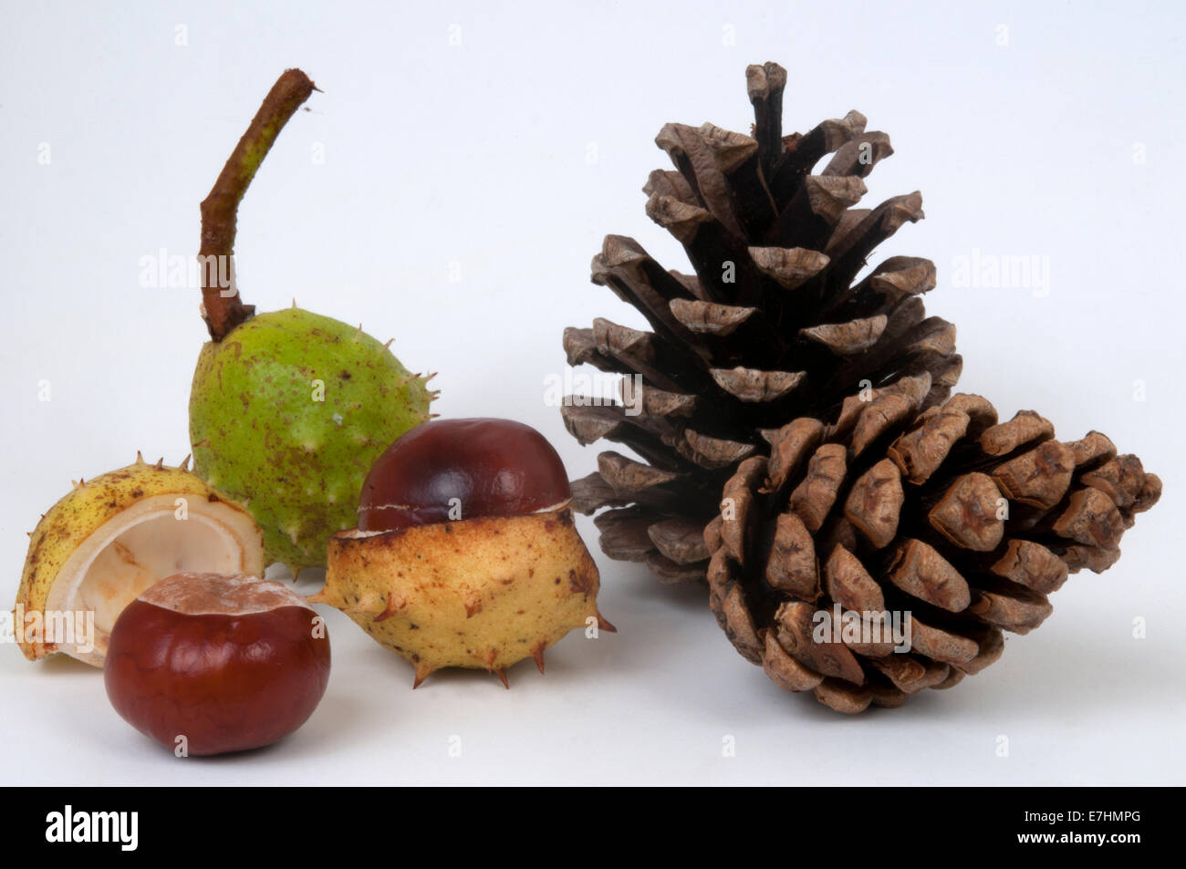 Conkers horse chestnut Stock Photo - Alamy