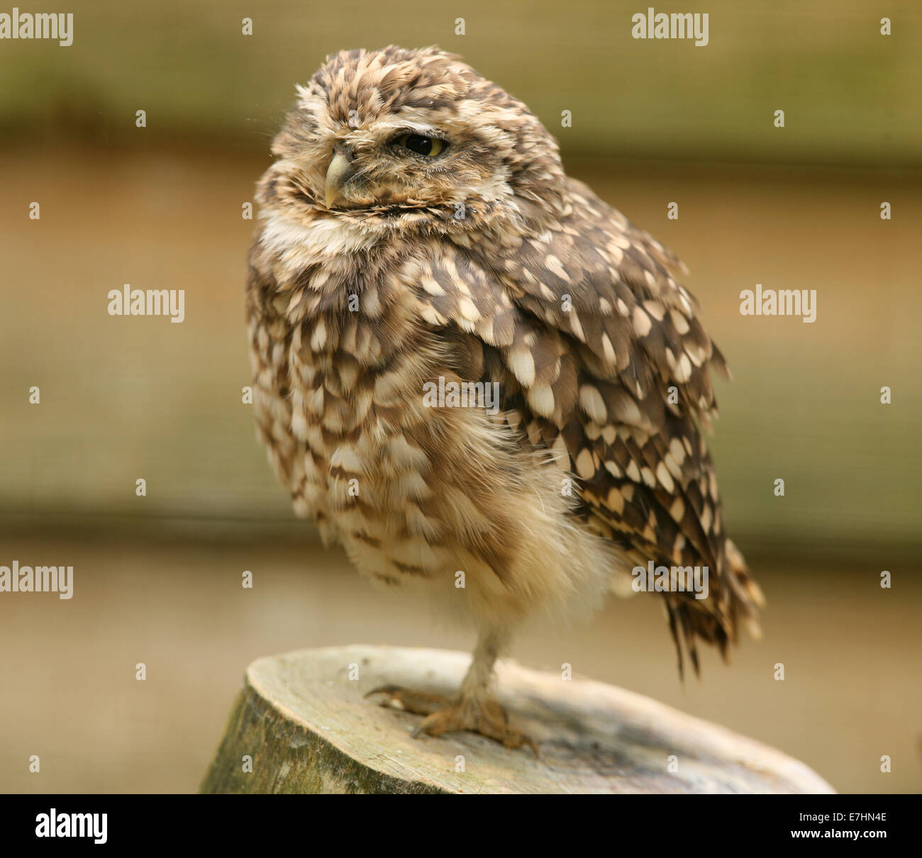 Owl on the tree hi-res stock photography and images - Alamy
