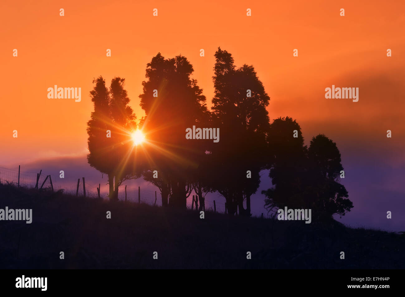 Sun trees and nature hi-res stock photography and images - Alamy