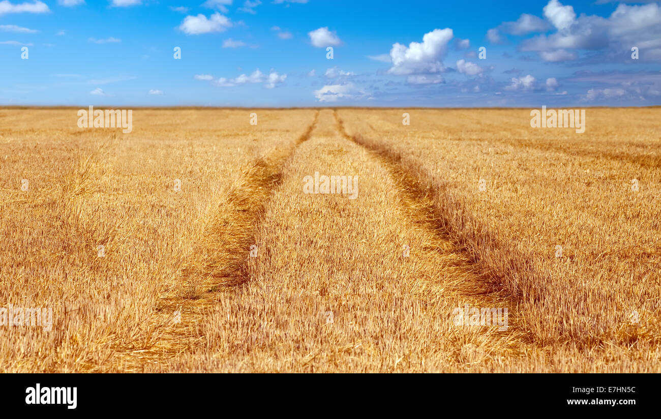 grainfield with tractor tracks Stock Photo - Alamy