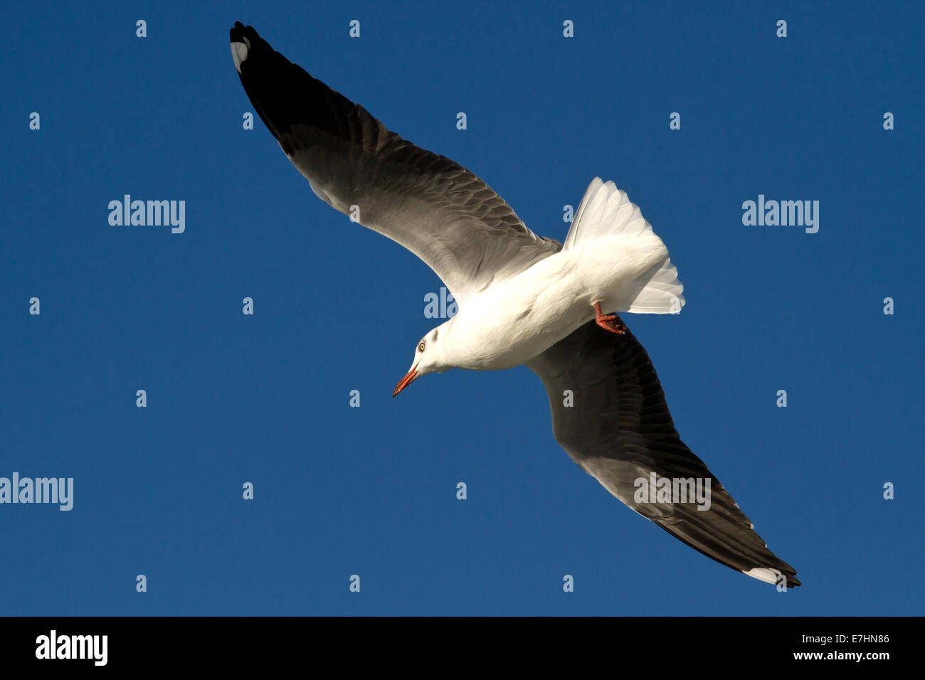 Gray-hooded gull flying in the blue sky Stock Photo - Alamy