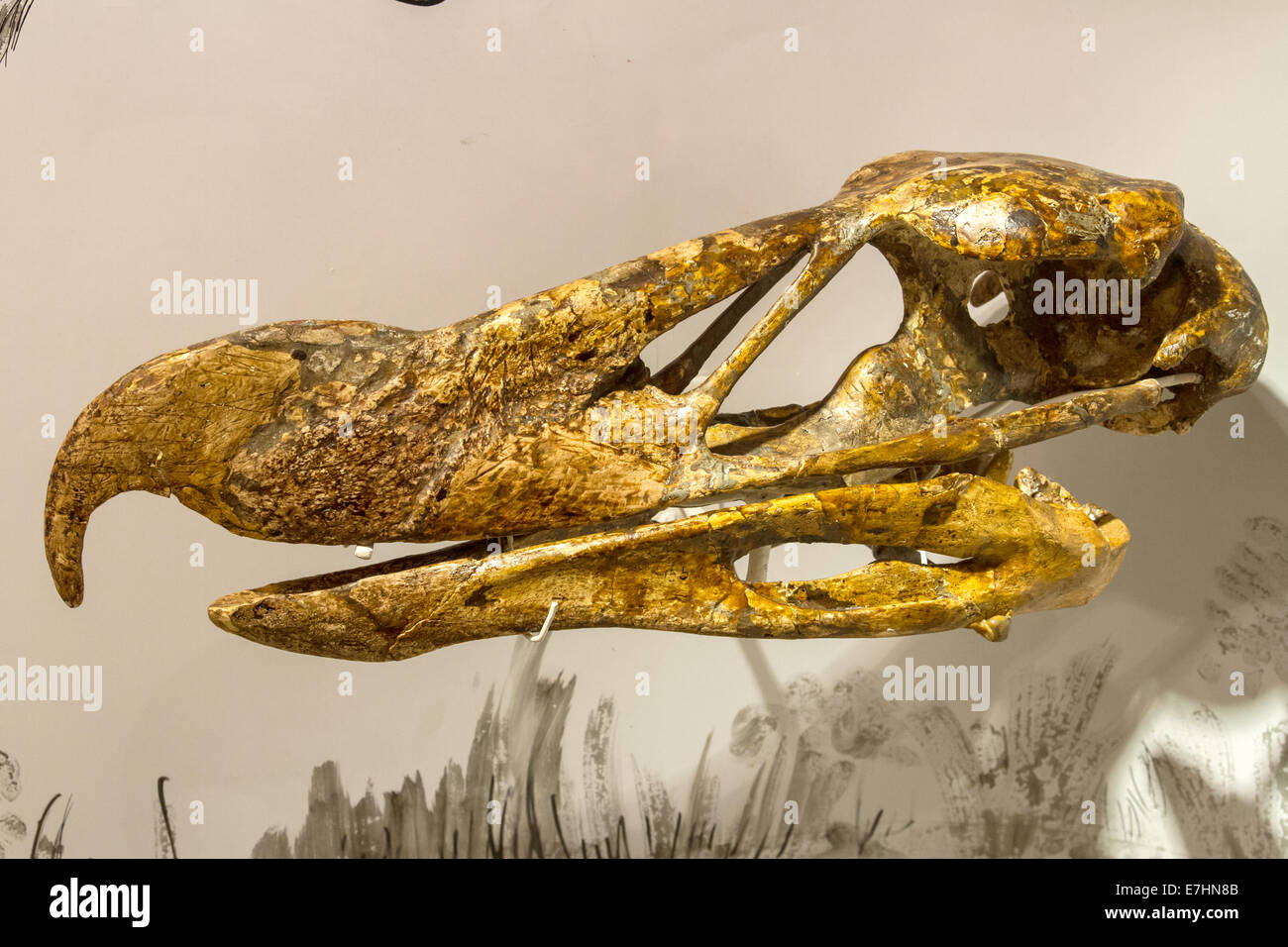 skull ancient flightless bird of prey hermosiornis in the nature museum ...