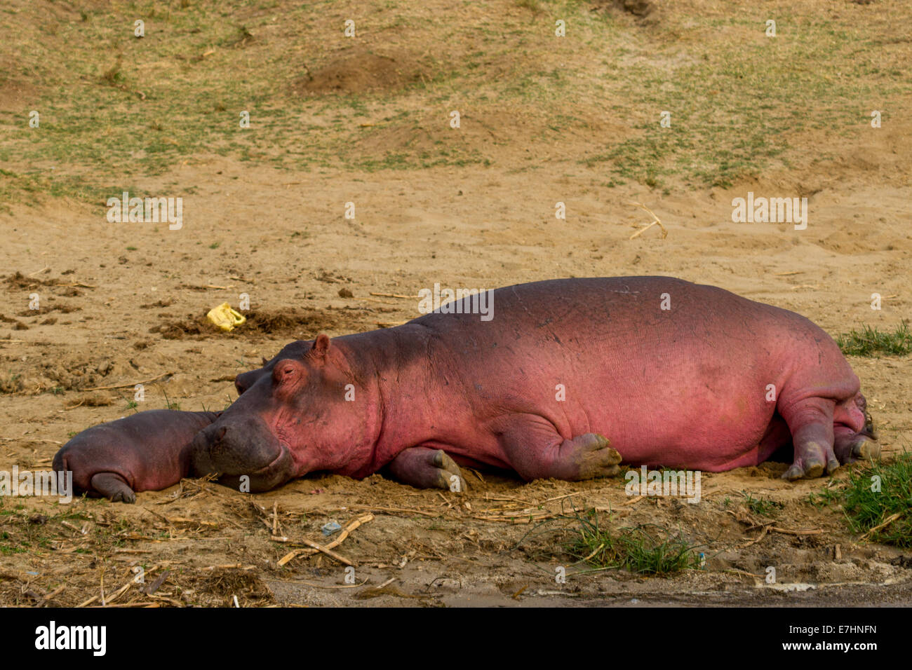 Sleeping Baby Hippo