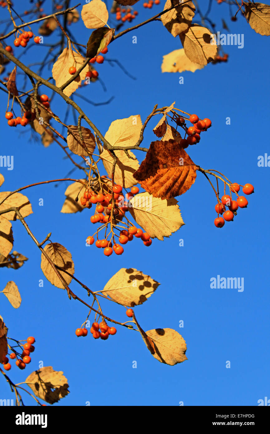 Rowanberry hi-res stock photography and images - Alamy