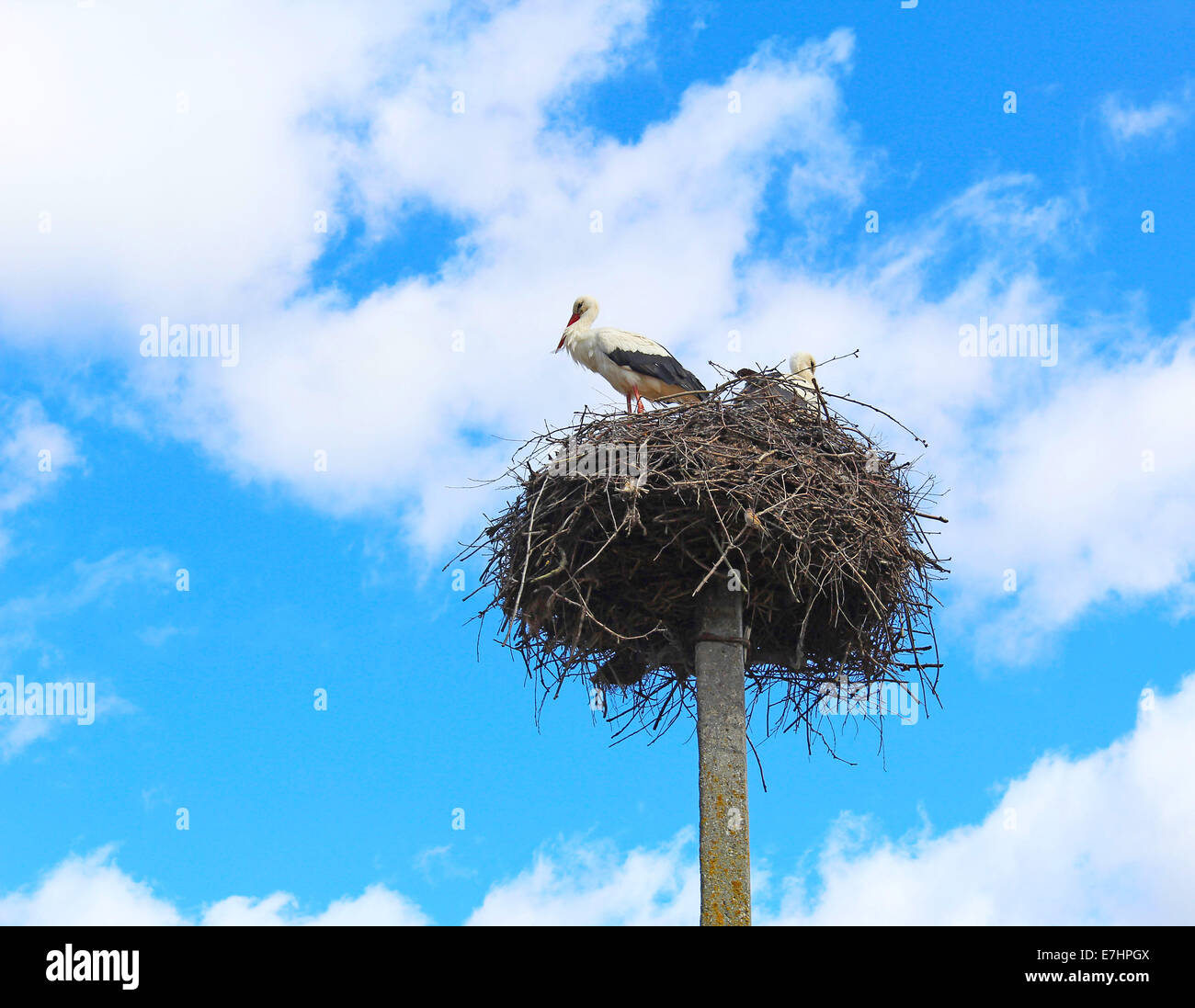 Fresh air for animals hi-res stock photography and images - Alamy