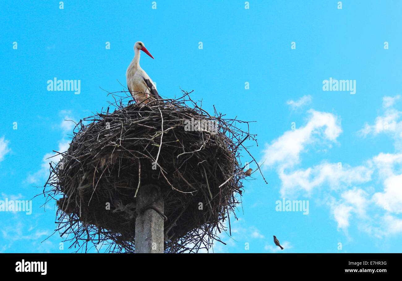 Fresh air for animals hi-res stock photography and images - Alamy