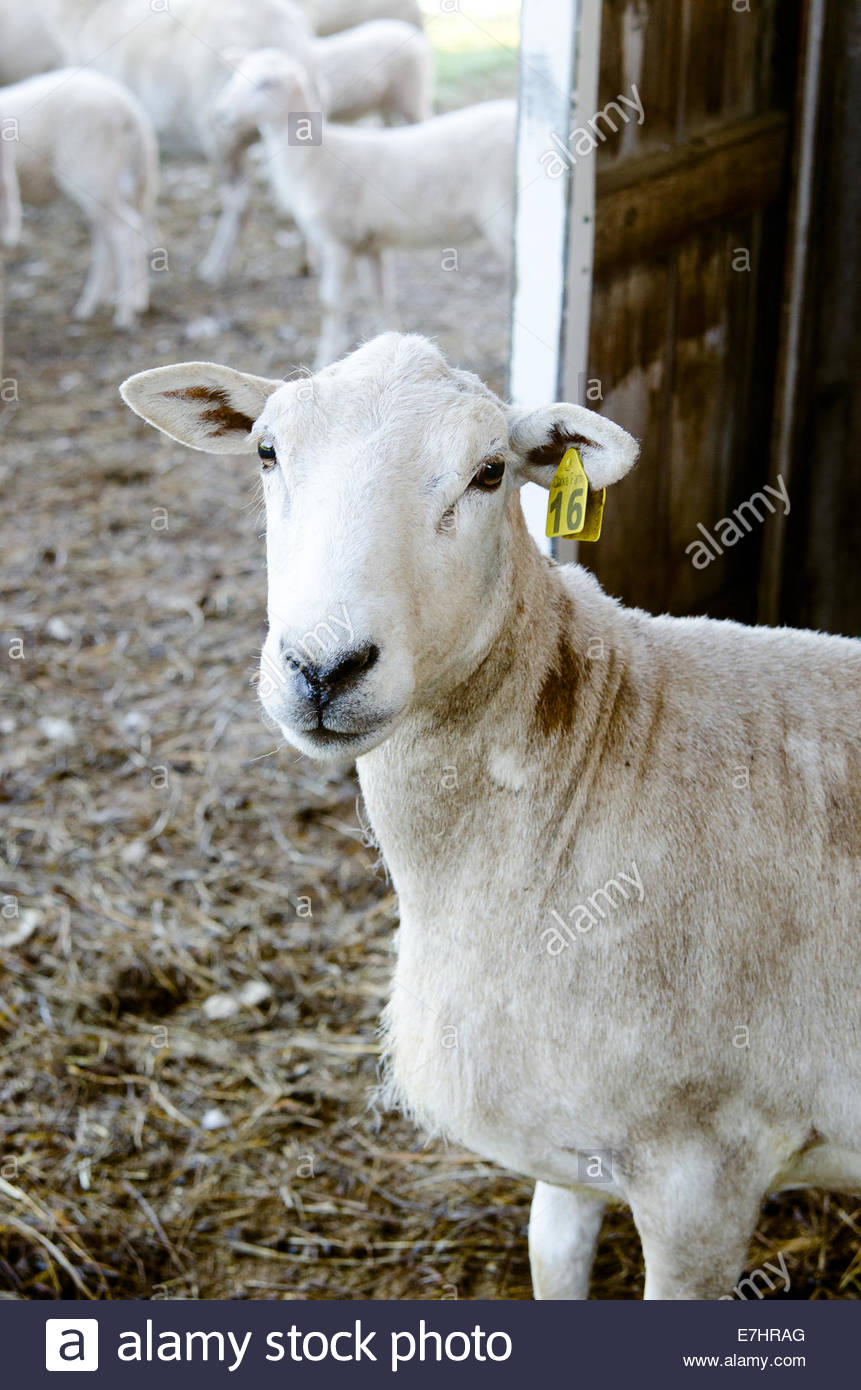 Sheared Sheep High Resolution Stock Photography and Images - Alamy