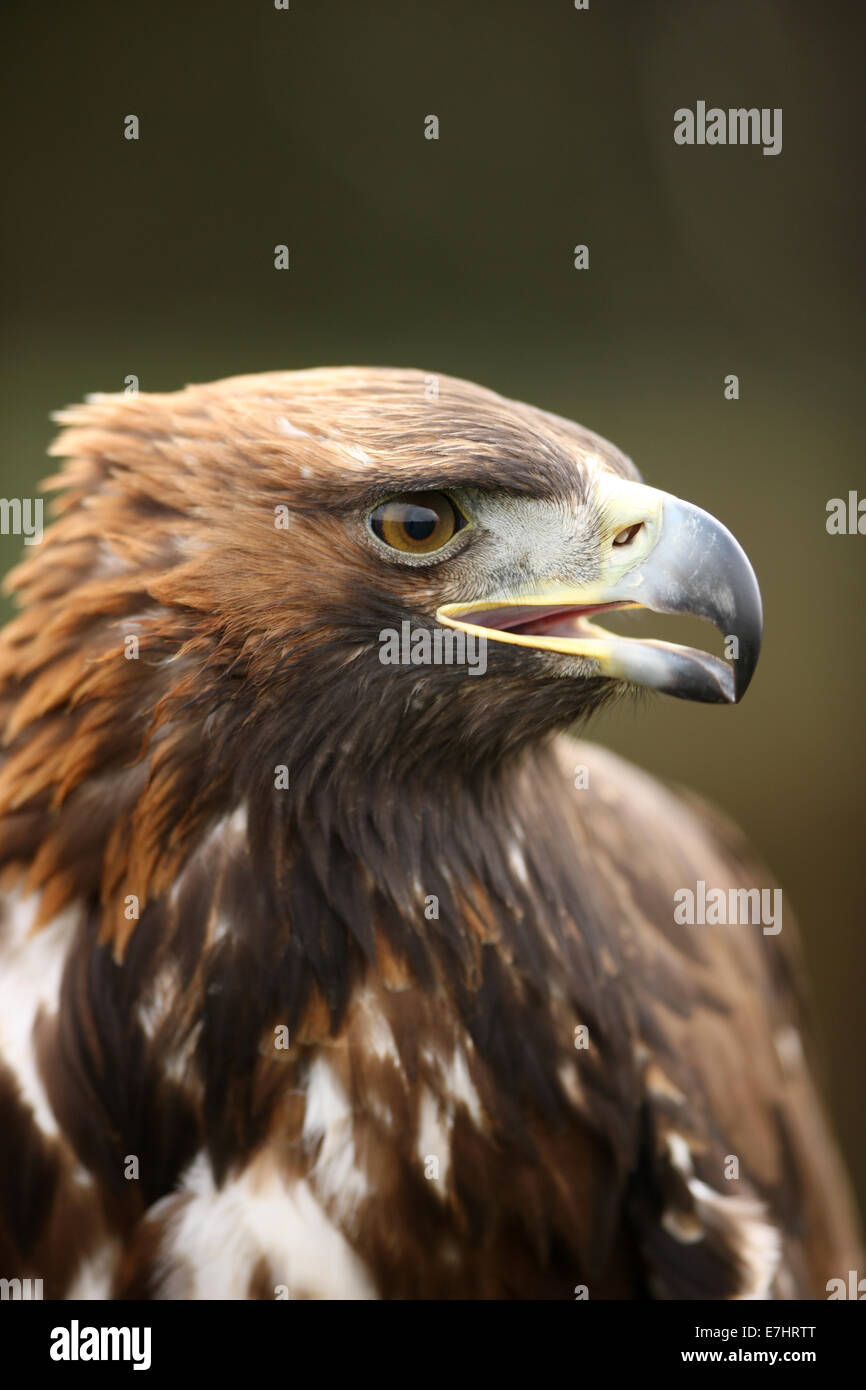 Gold eagle feathers hi-res stock photography and images - Alamy