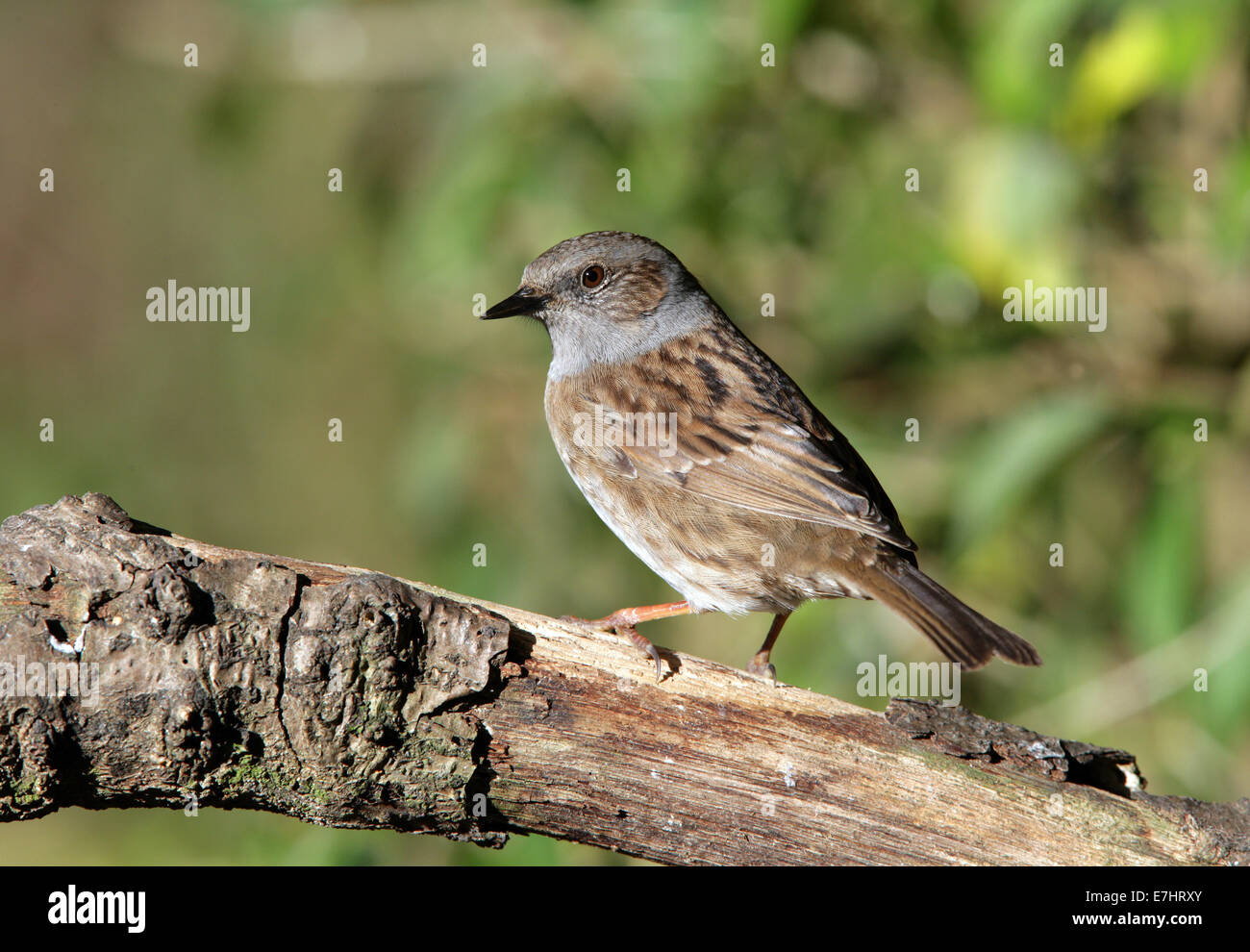 Young sparrow garden hi-res stock photography and images - Alamy