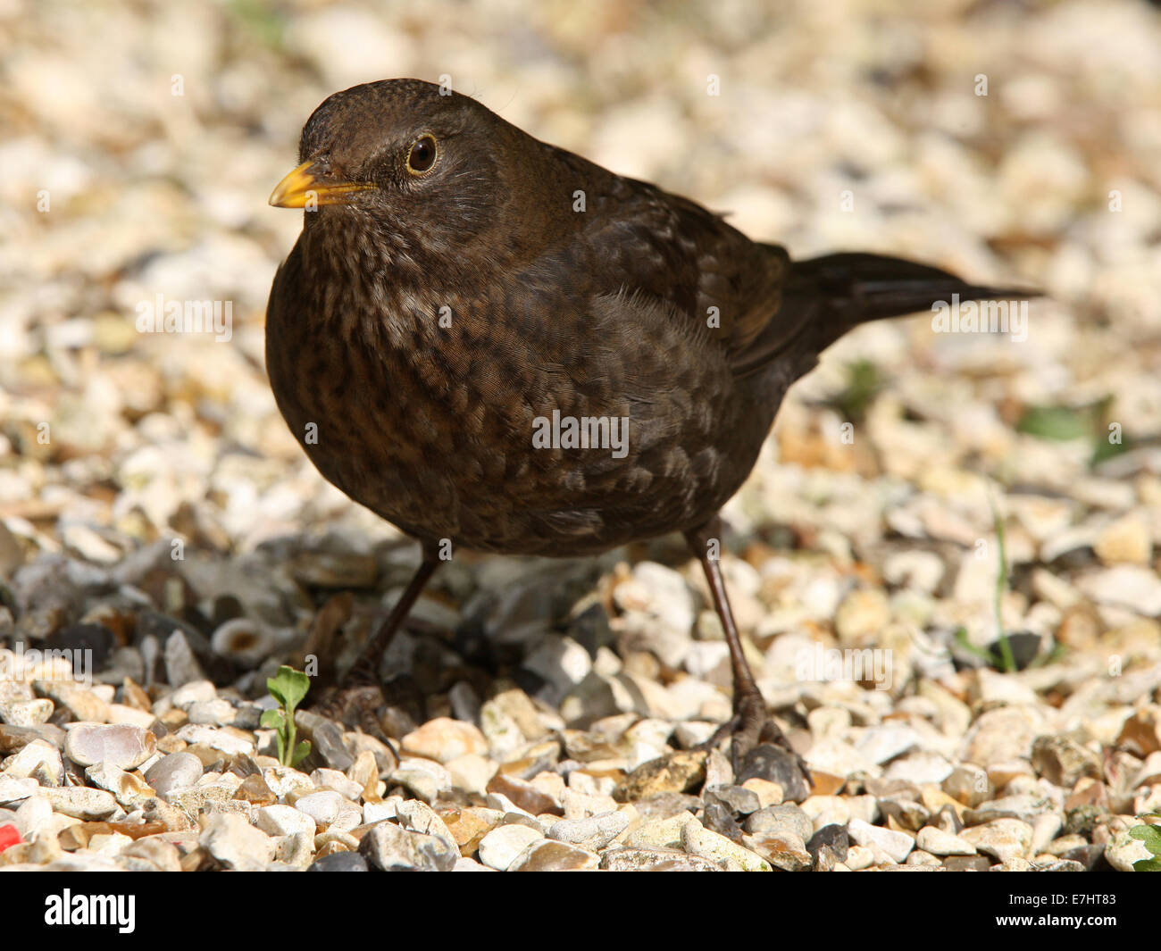 Close up of a female Blackbird Stock Photo - Alamy