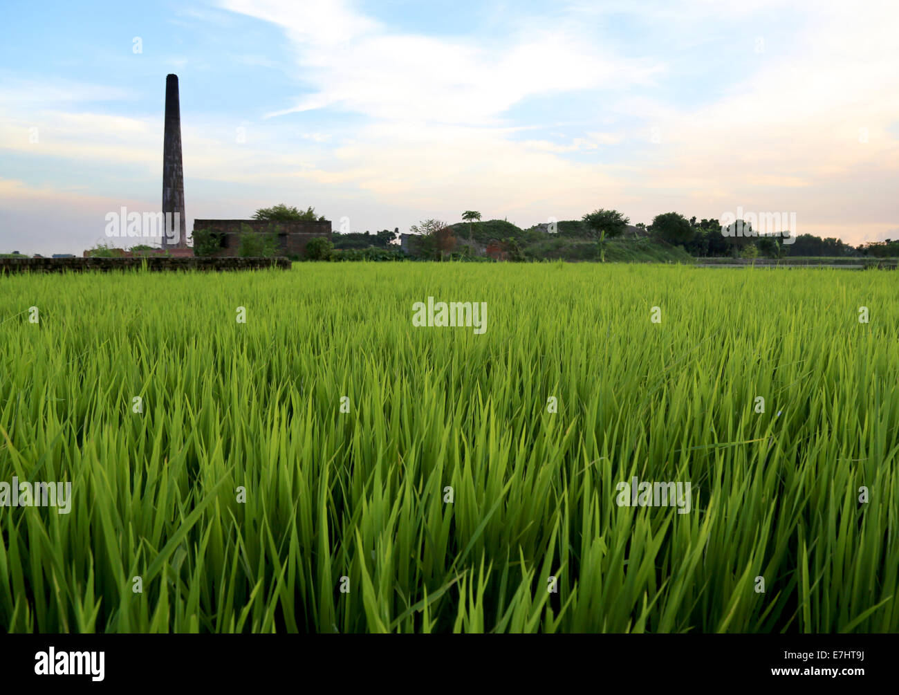 Paddy Green