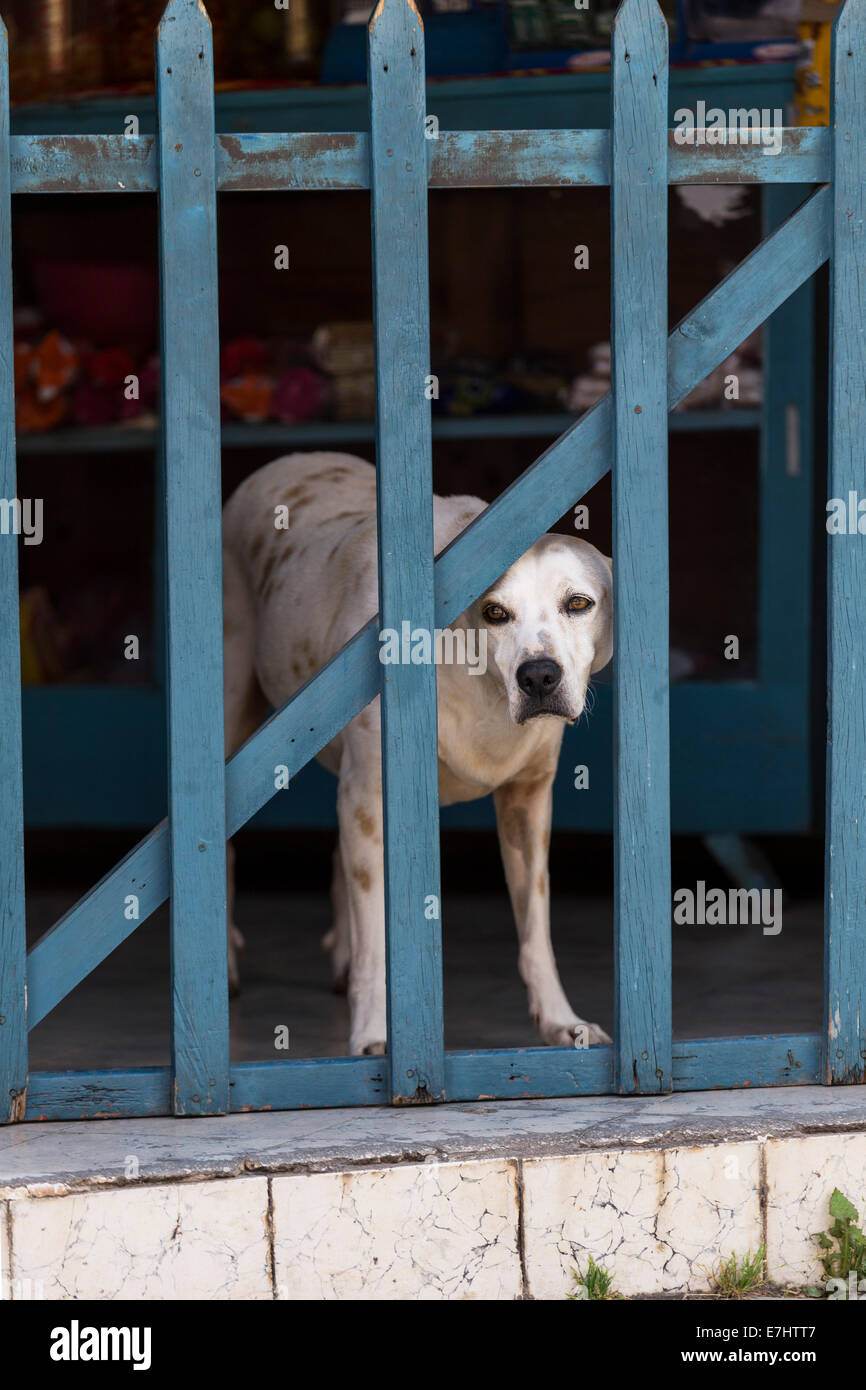 Dog behind a blue gate Stock Photo - Alamy