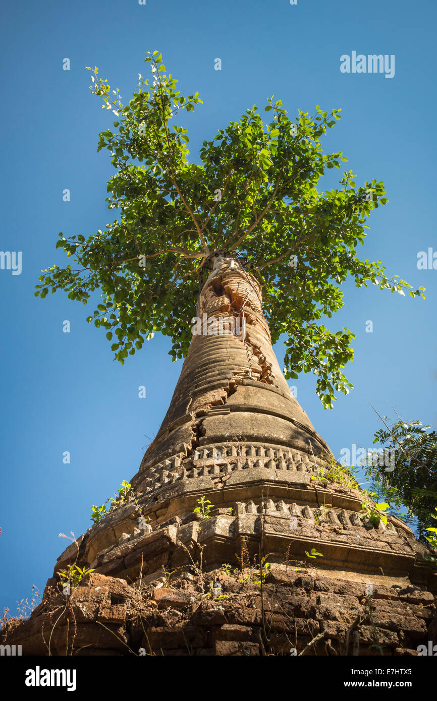 Growing on top hi-res stock photography and images - Alamy