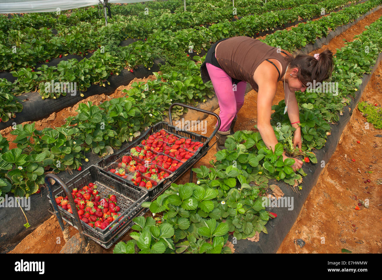 Greenhouse agriculture spain hi-res stock photography and images - Alamy