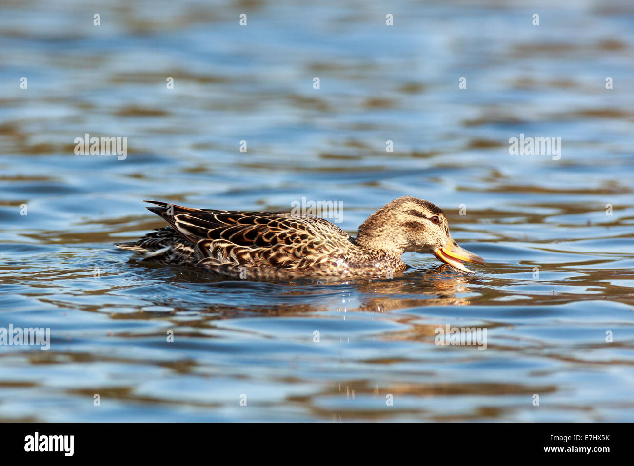Duck profile photo hi-res stock photography and images - Alamy