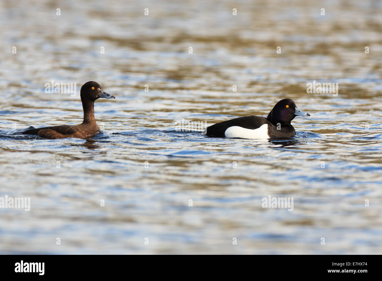 Aythya fuligula, Tufted Duck. The photo was taken in the Kandalaksha ...