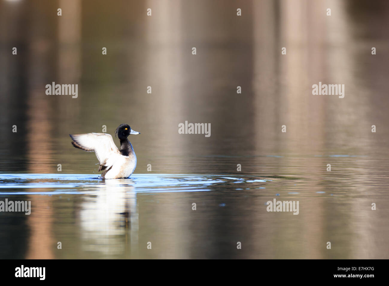 Aythya fuligula, Tufted Duck. The photo was taken in the Kandalaksha ...
