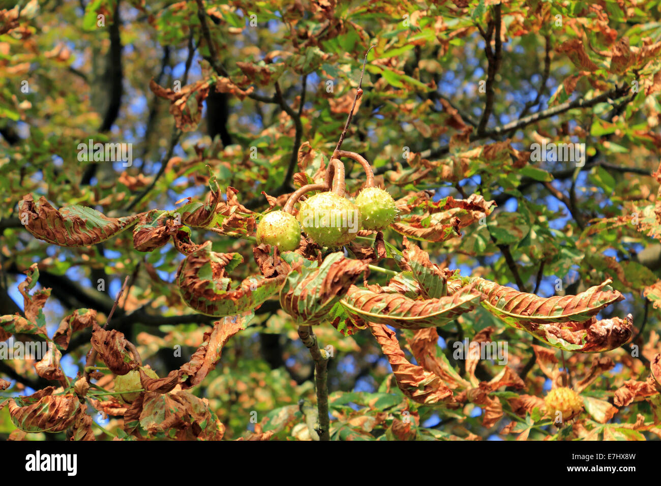 Falling conkers hi-res stock photography and images - Alamy