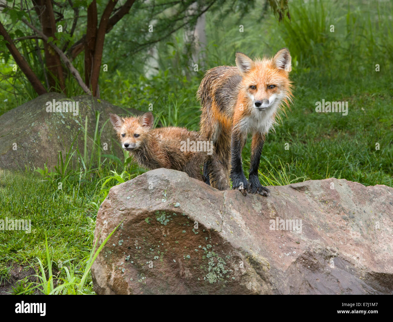 Red fox vixen hi-res stock photography and images - Alamy