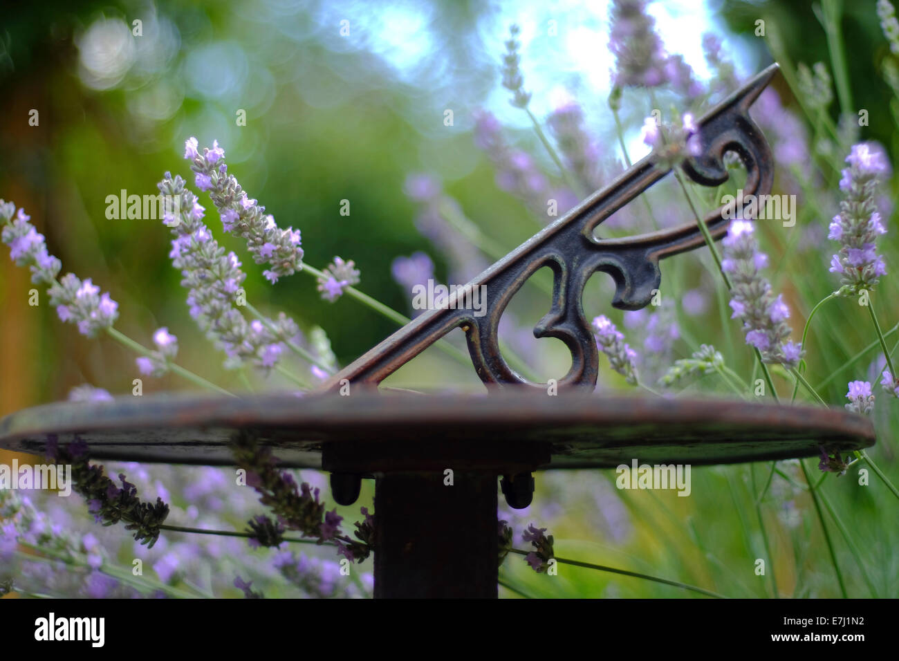 Garden Sundial amongst Lavender flowers Stock Photo - Alamy