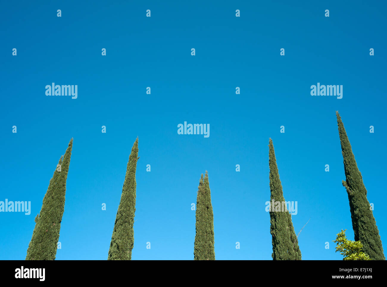 Towering poplar trees hi-res stock photography and images - Alamy
