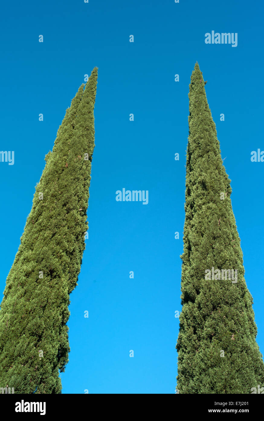 Tall straight trees hi-res stock photography and images - Alamy