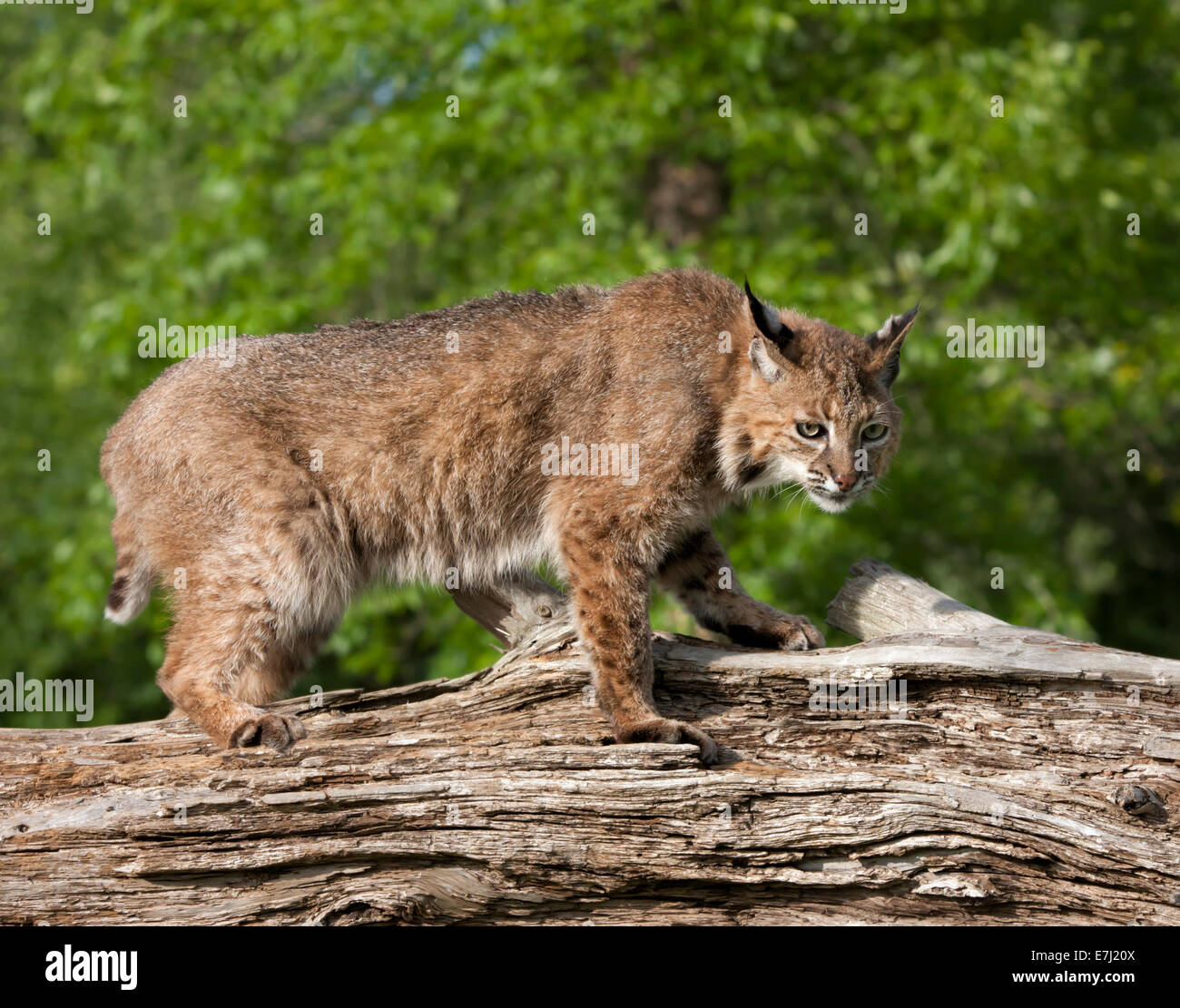 Bobcat Stalking Stock Photos & Bobcat Stalking Stock Images - Alamy