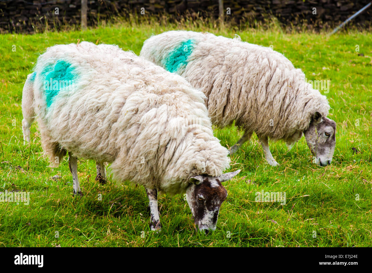 View of English grazing sheep in countryside Stock Photo - Alamy