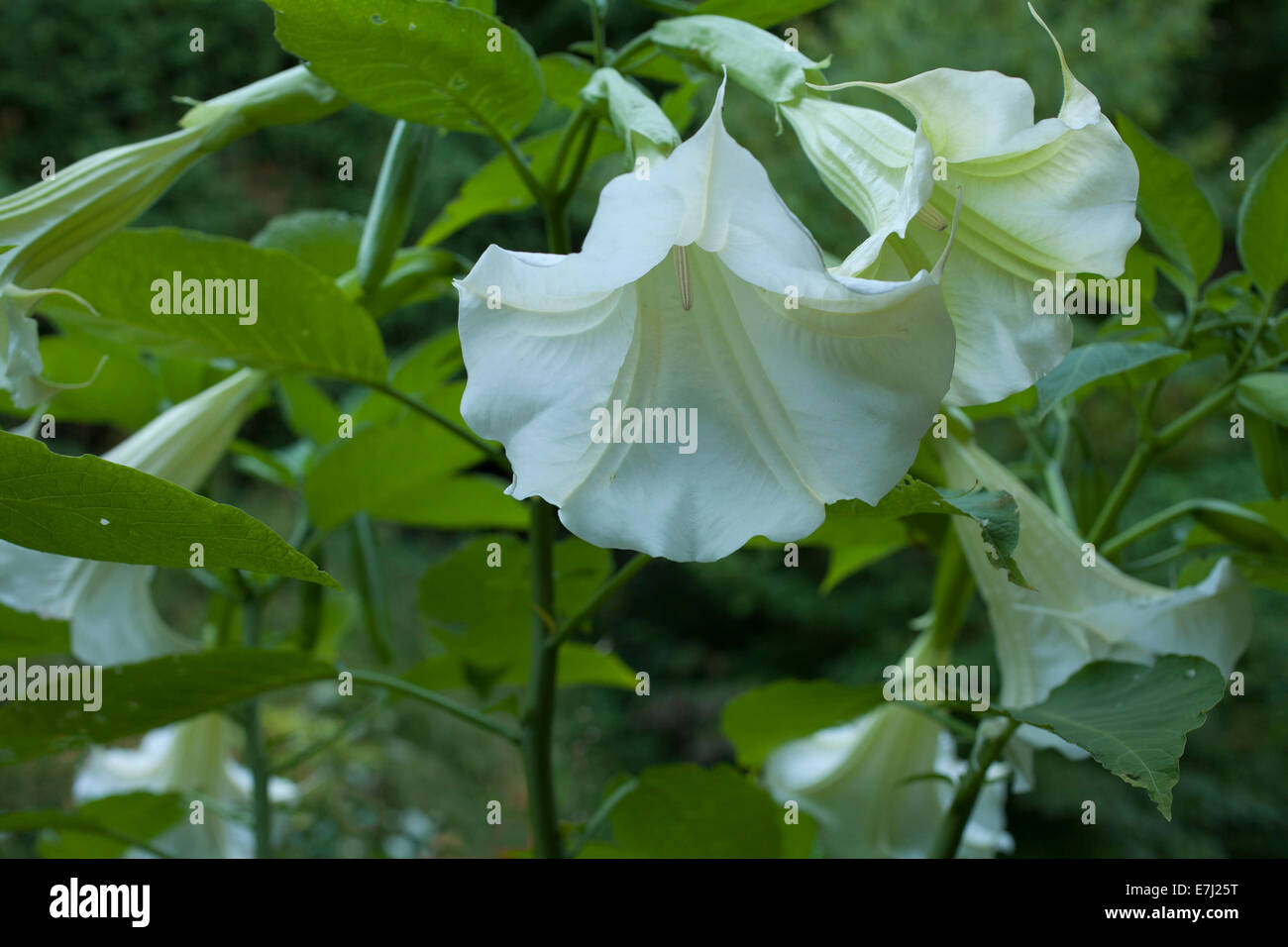 Angel trumpet flowers hi-res stock photography and images - Alamy