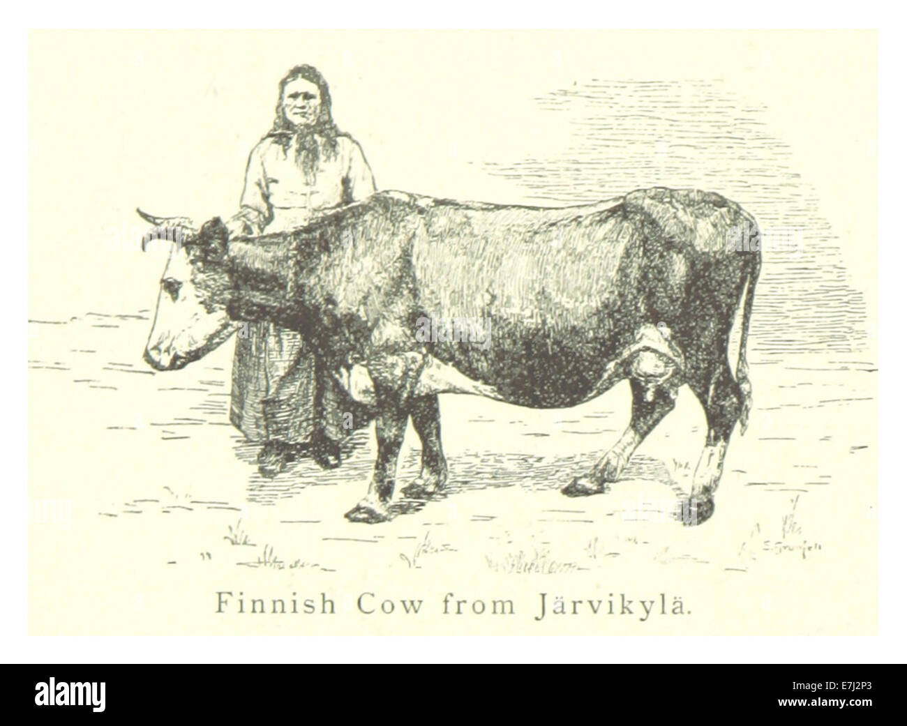 An 1894 illustration by Mechelin depicting a Finnish cow from Järvikylä ...