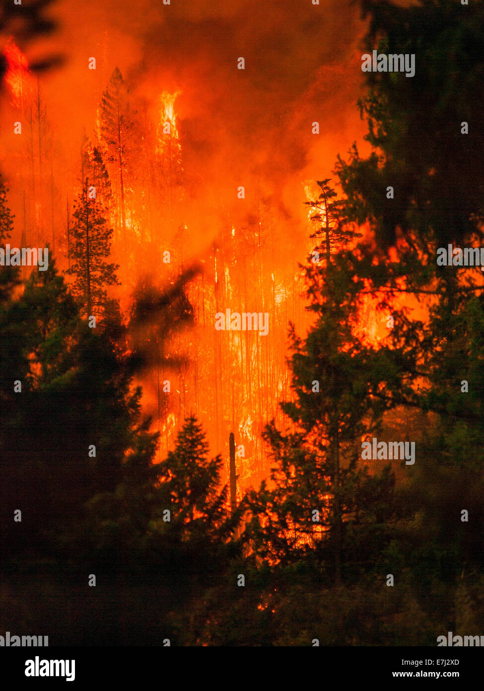Flames burn through the forest at night from the Happy Camp Complex ...