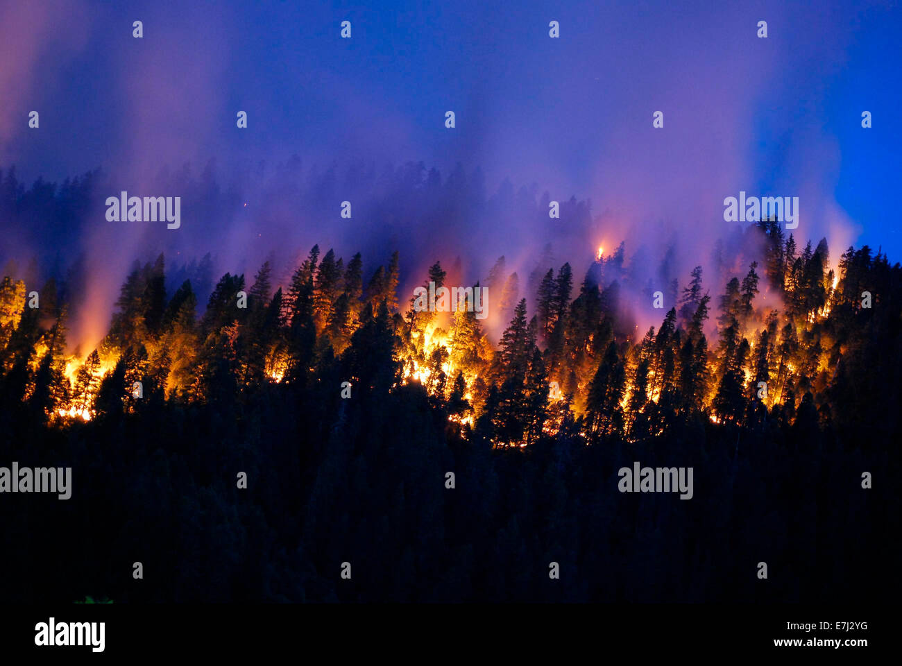 Flames burn through the forest at night from the Happy Camp Complex ...