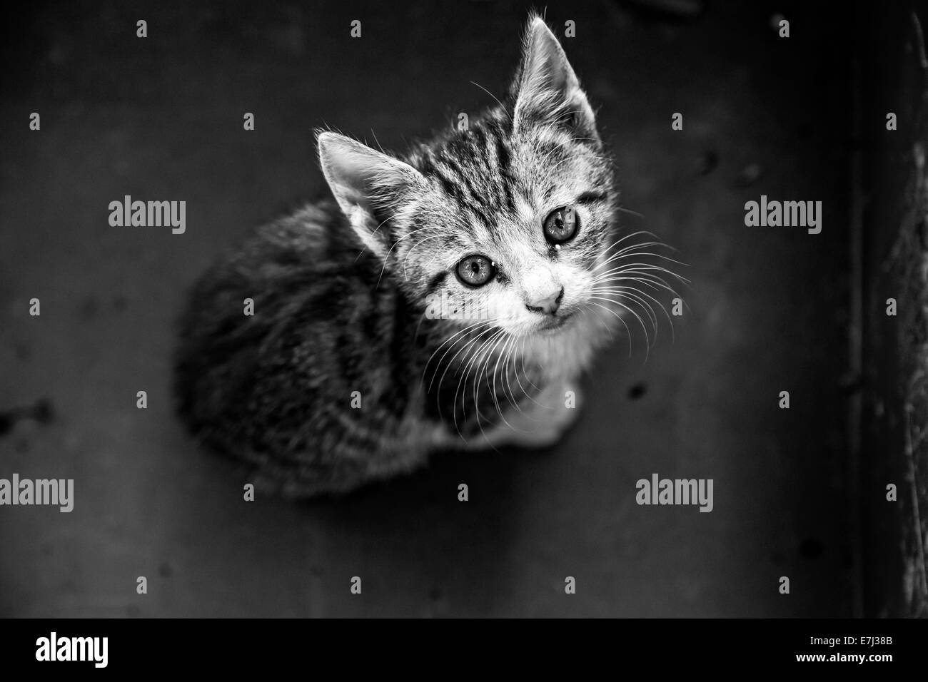 Big cat in small box hi-res stock photography and images - Alamy