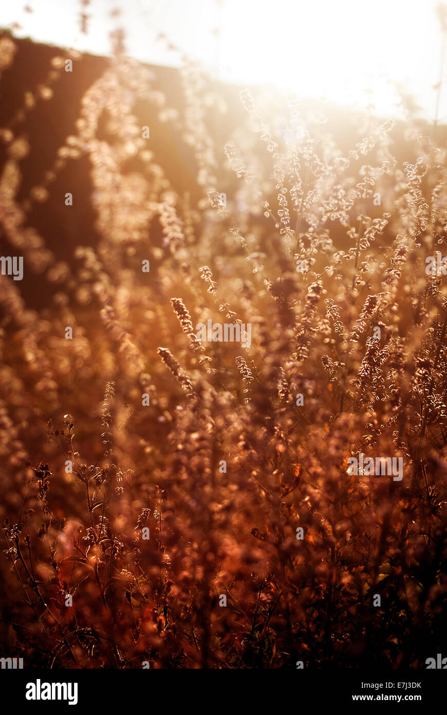 Backlit fluffy plants in sunset Stock Photo - Alamy