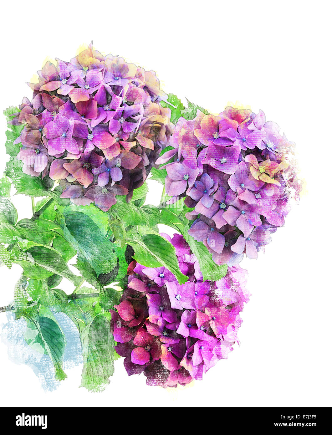 Painting of hydrangea hi-res stock photography and images - Alamy