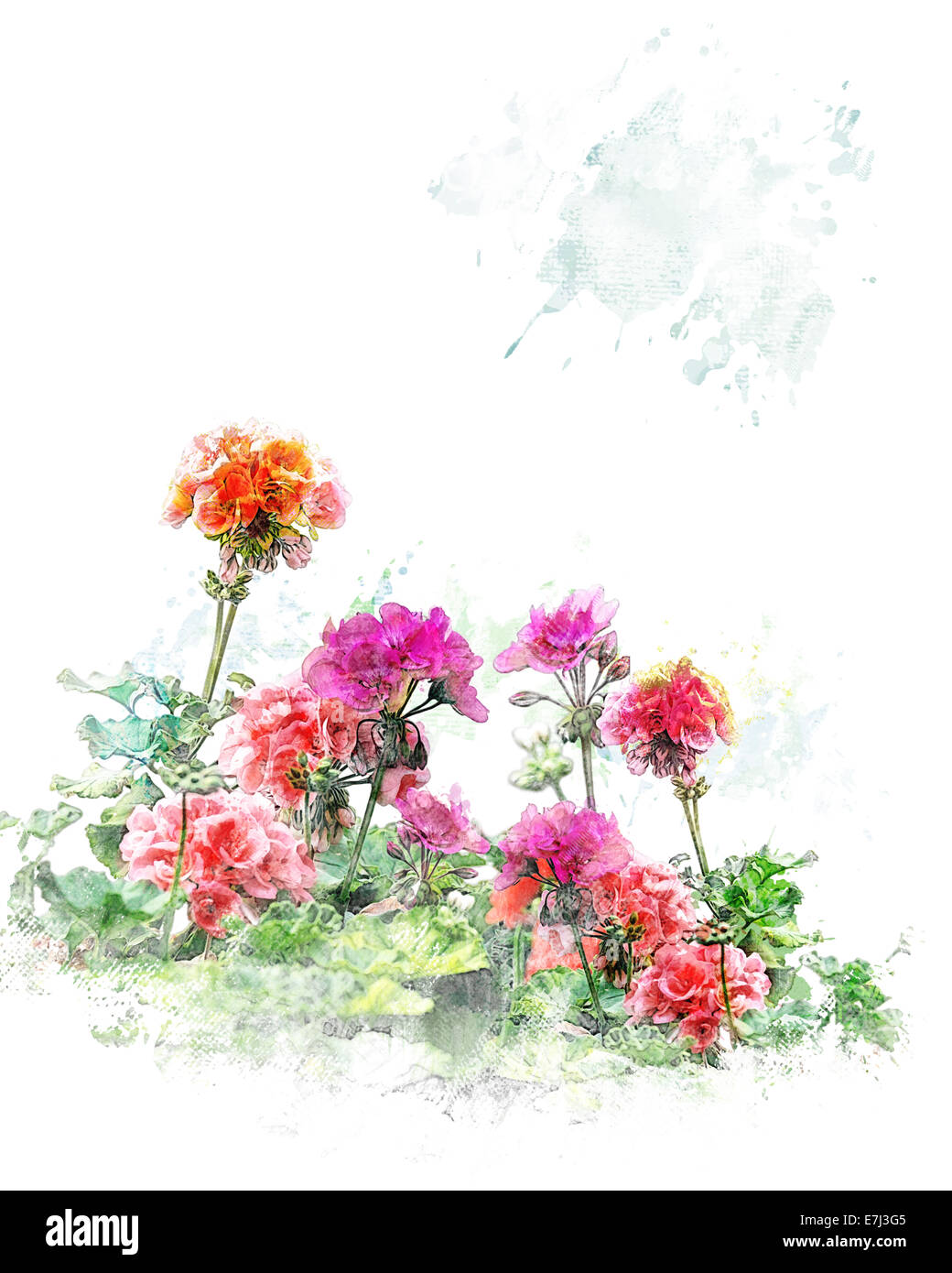 Watercolor Digital Painting Of Colorful Geranium Flowers Stock Photo ...