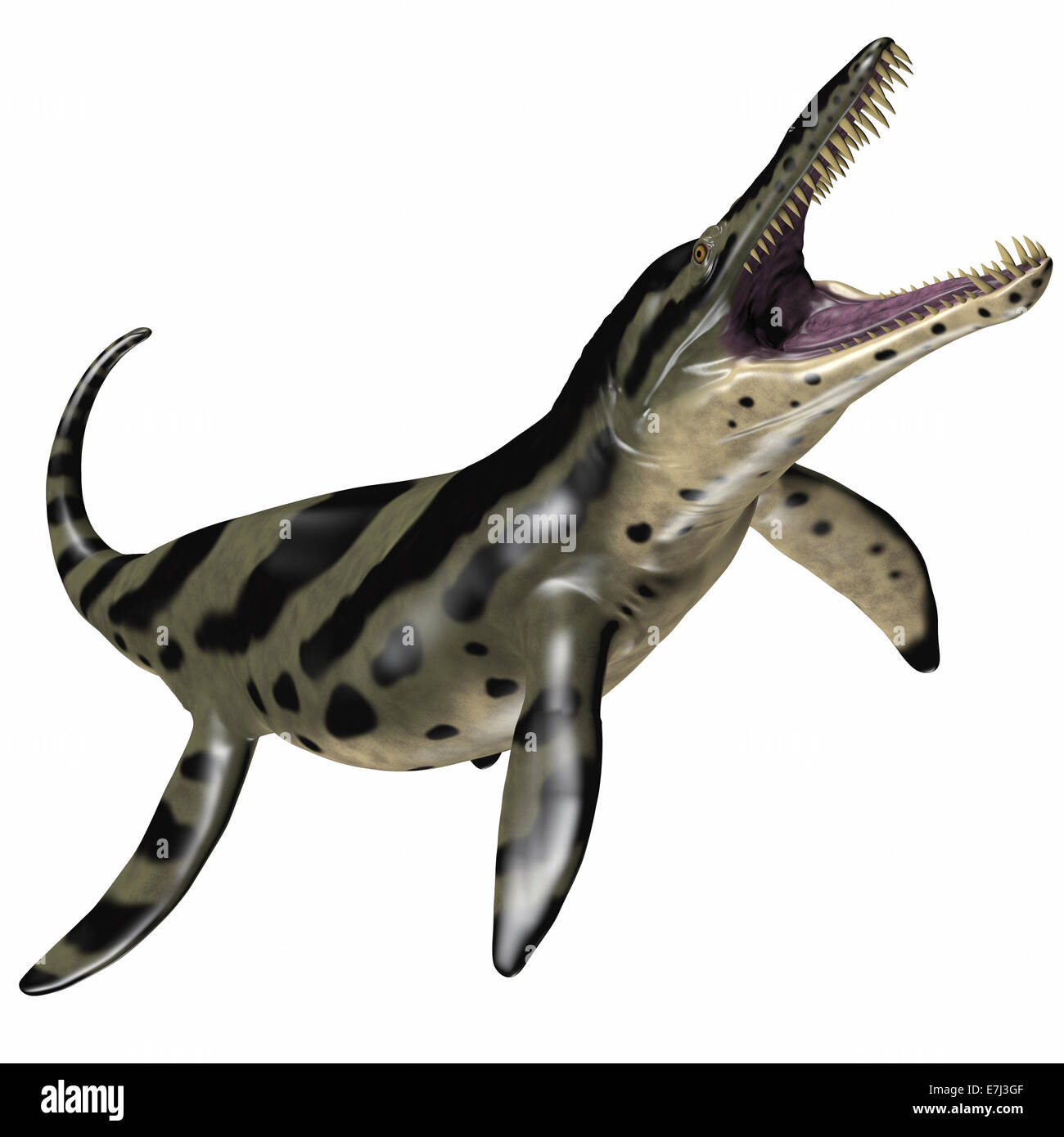 Largest pliosaur hi-res stock photography and images - Alamy
