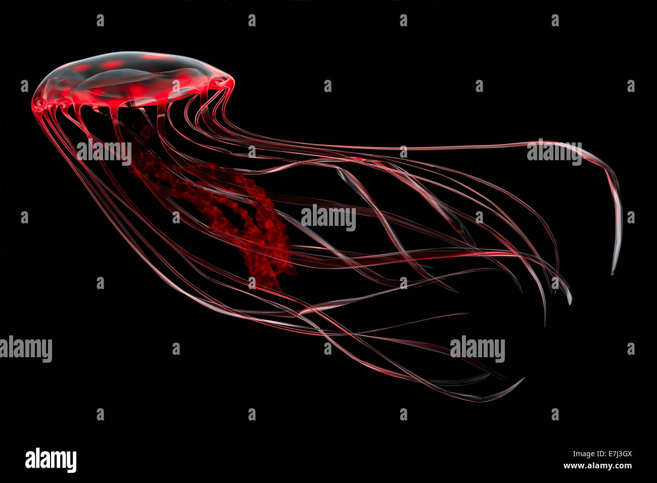An bioluminescent red jellyfish glows in the darkness of the deep ocean ...