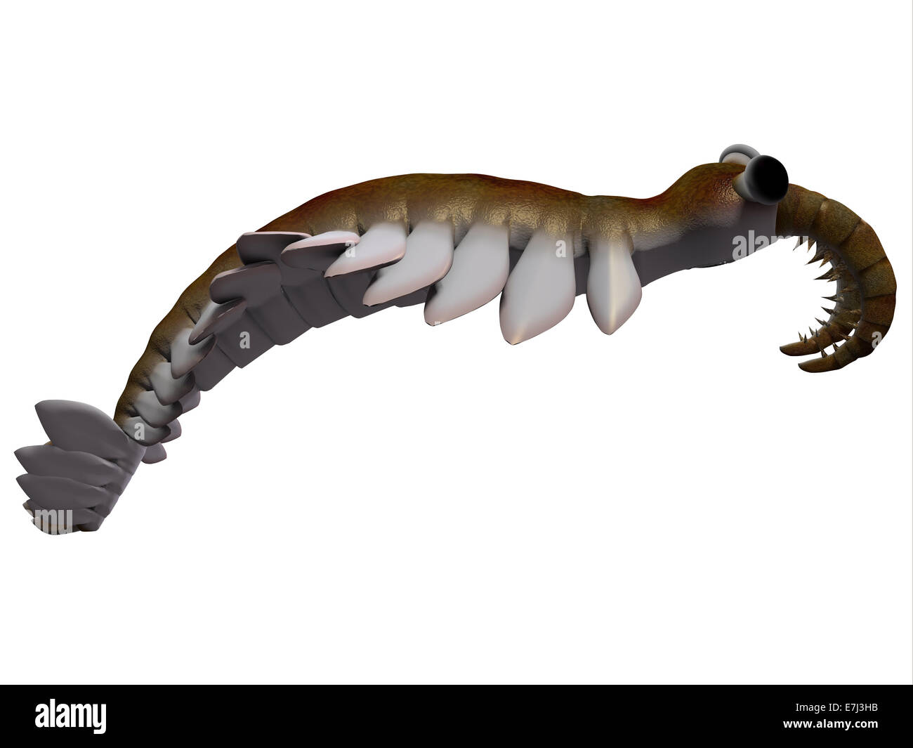 Anomalocaris is the largest known predator of Cambrian seas and hunted ...