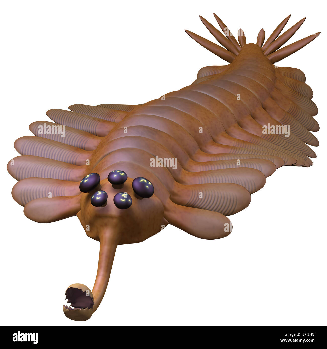 Opabinia is a small predator of Cambrian seas and hunted worms and soft ...