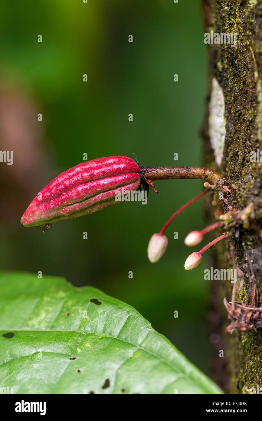 A small pod and multiple flowers growing out of the trunk of a cacao ...