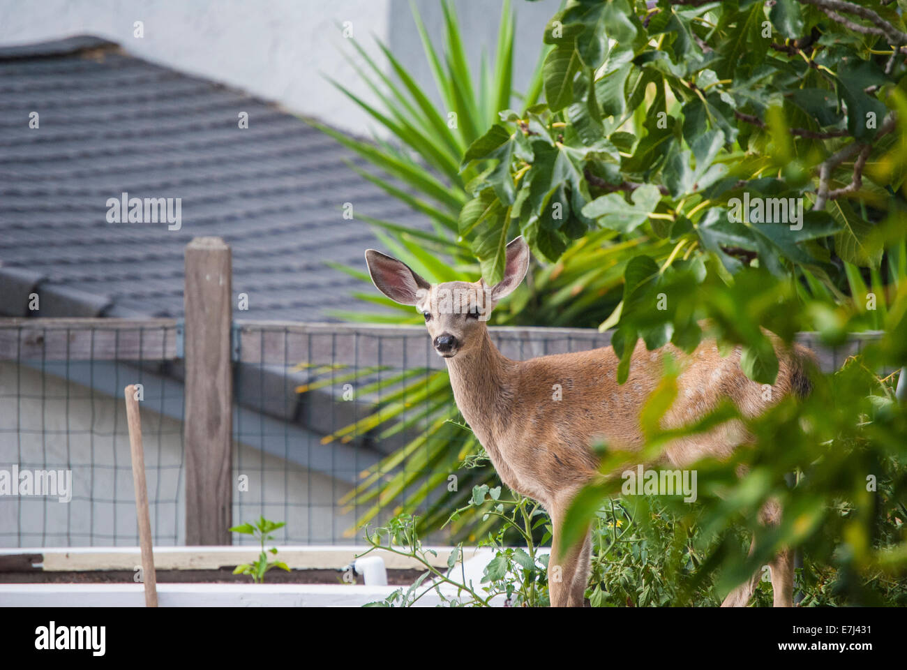 California mule deer hi-res stock photography and images - Alamy