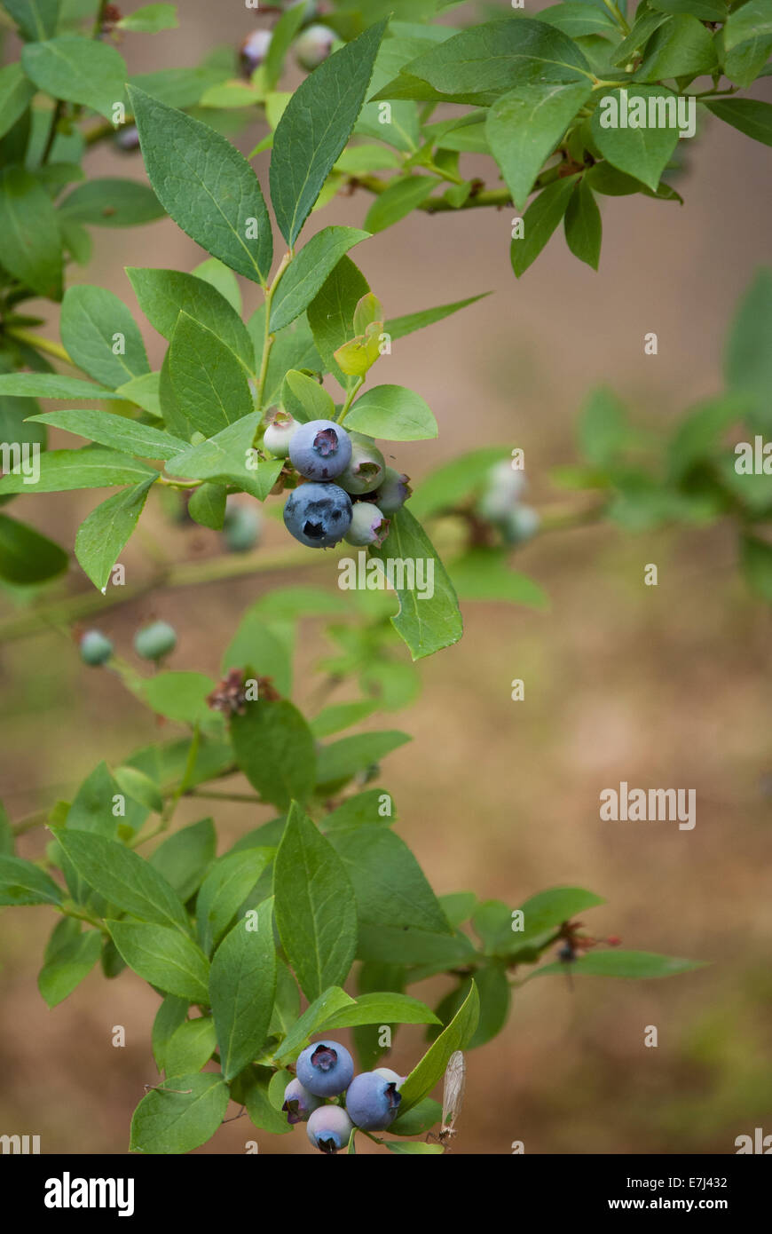Cultivated blueberries in garden hi-res stock photography and images ...
