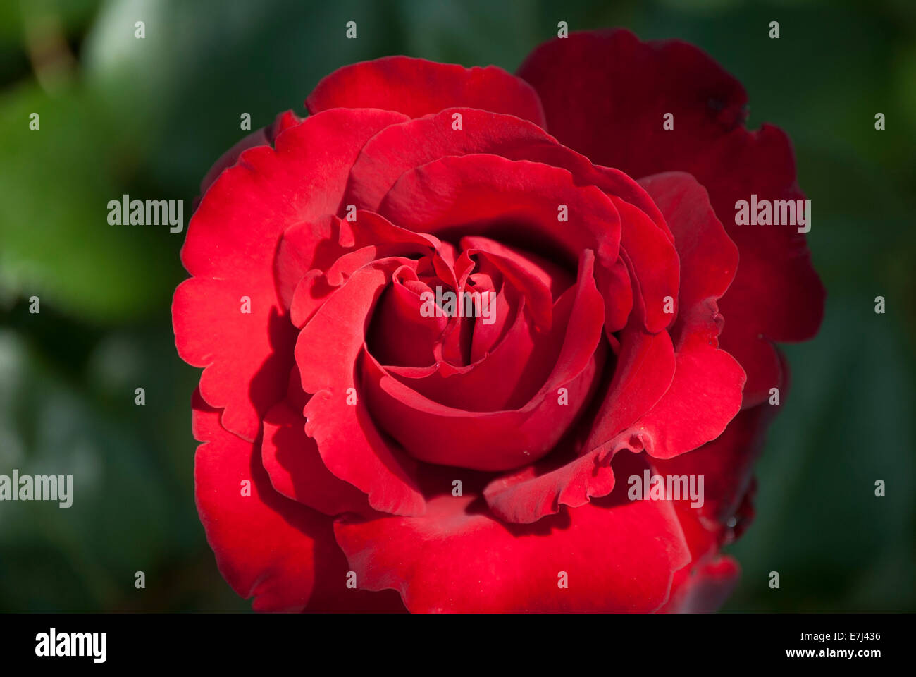 Sun kissed leaves hi-res stock photography and images - Alamy